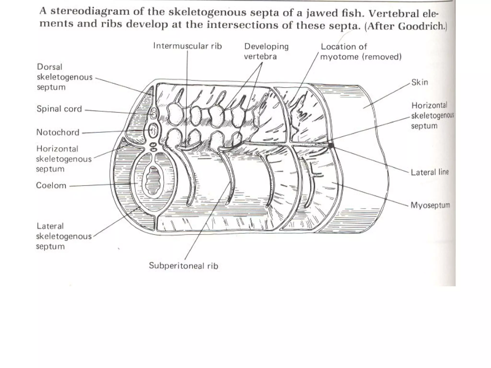 Scheletul axial la vertebrate | PPT