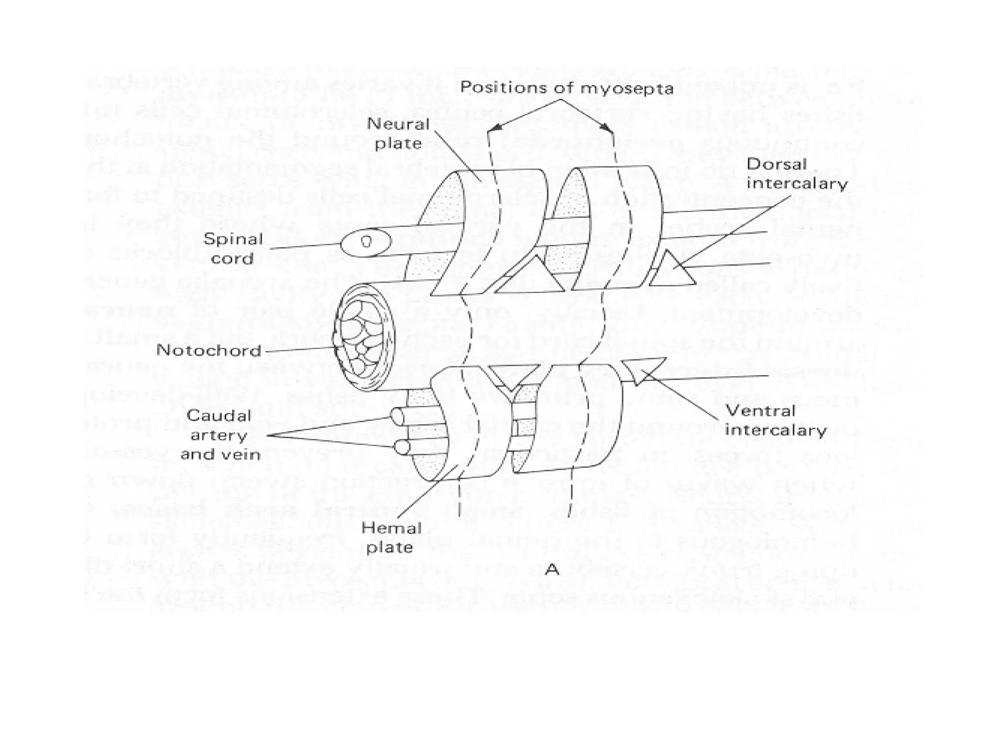 Scheletul axial la vertebrate | PPT