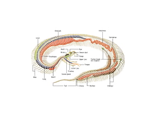 Scheletul axial la vertebrate | PPT