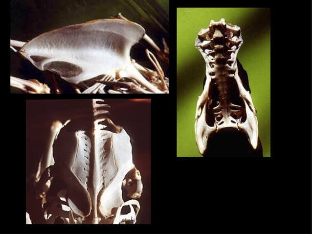 Scheletul axial la vertebrate | PPT