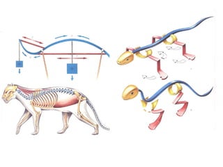Scheletul axial la vertebrate | PPT