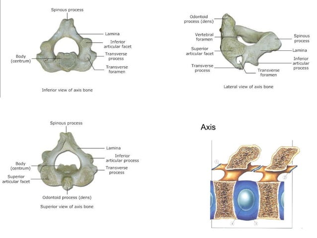 Scheletul axial la vertebrate | PPT