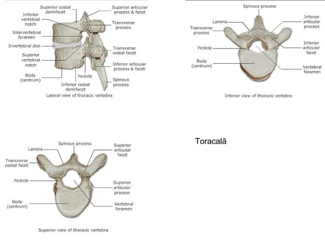 Scheletul axial la vertebrate | PPT