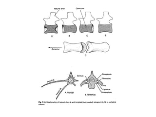 Scheletul axial la vertebrate | PPT