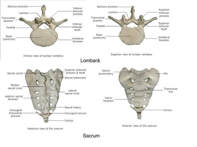 Scheletul axial la vertebrate | PPT