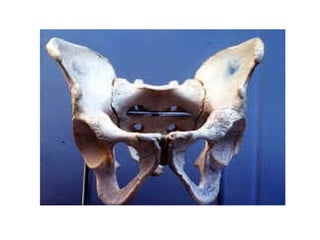 Scheletul axial la vertebrate | PPT