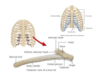 Scheletul axial la vertebrate | PPT