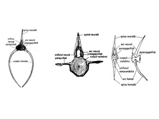 Scheletul axial la vertebrate | PPT