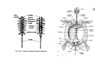 Scheletul axial la vertebrate | PPT