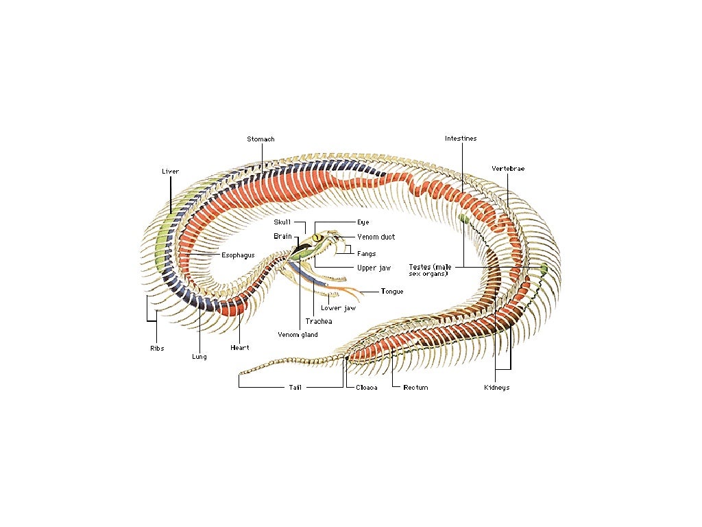 Scheletul axial la vertebrate