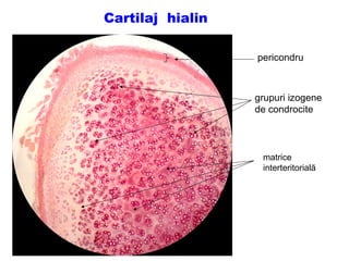 Scheletalpractic | PPT