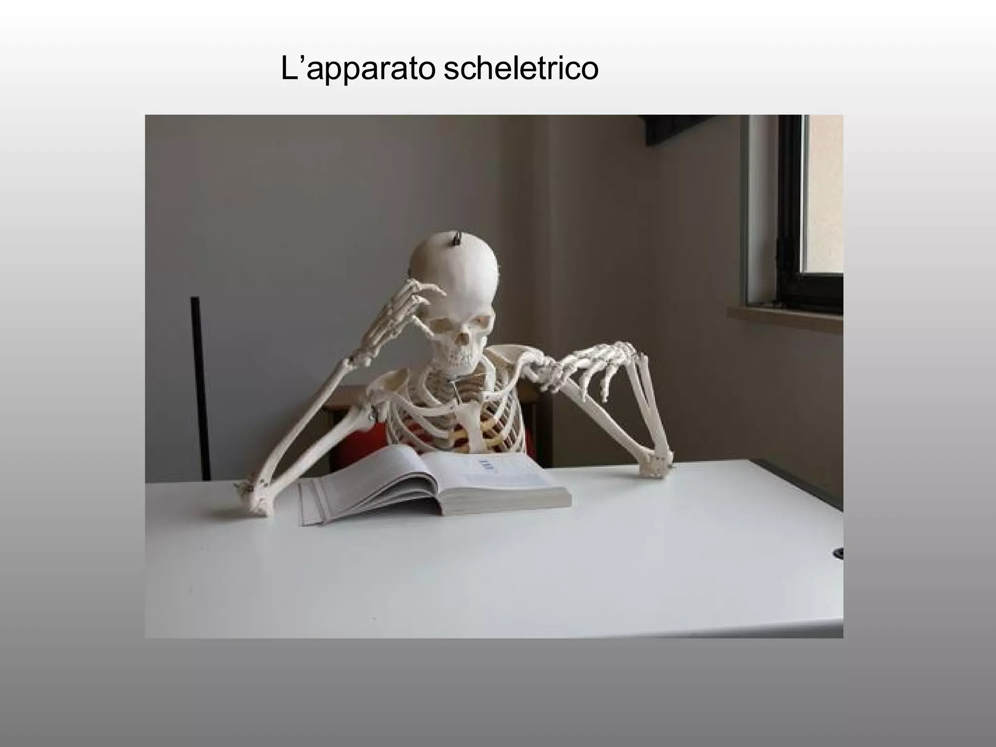Scheletro | PPT