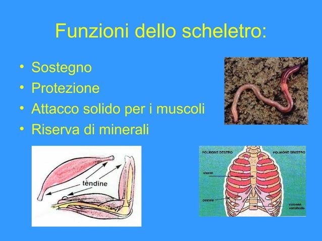 Scheletro presentaz | PPT