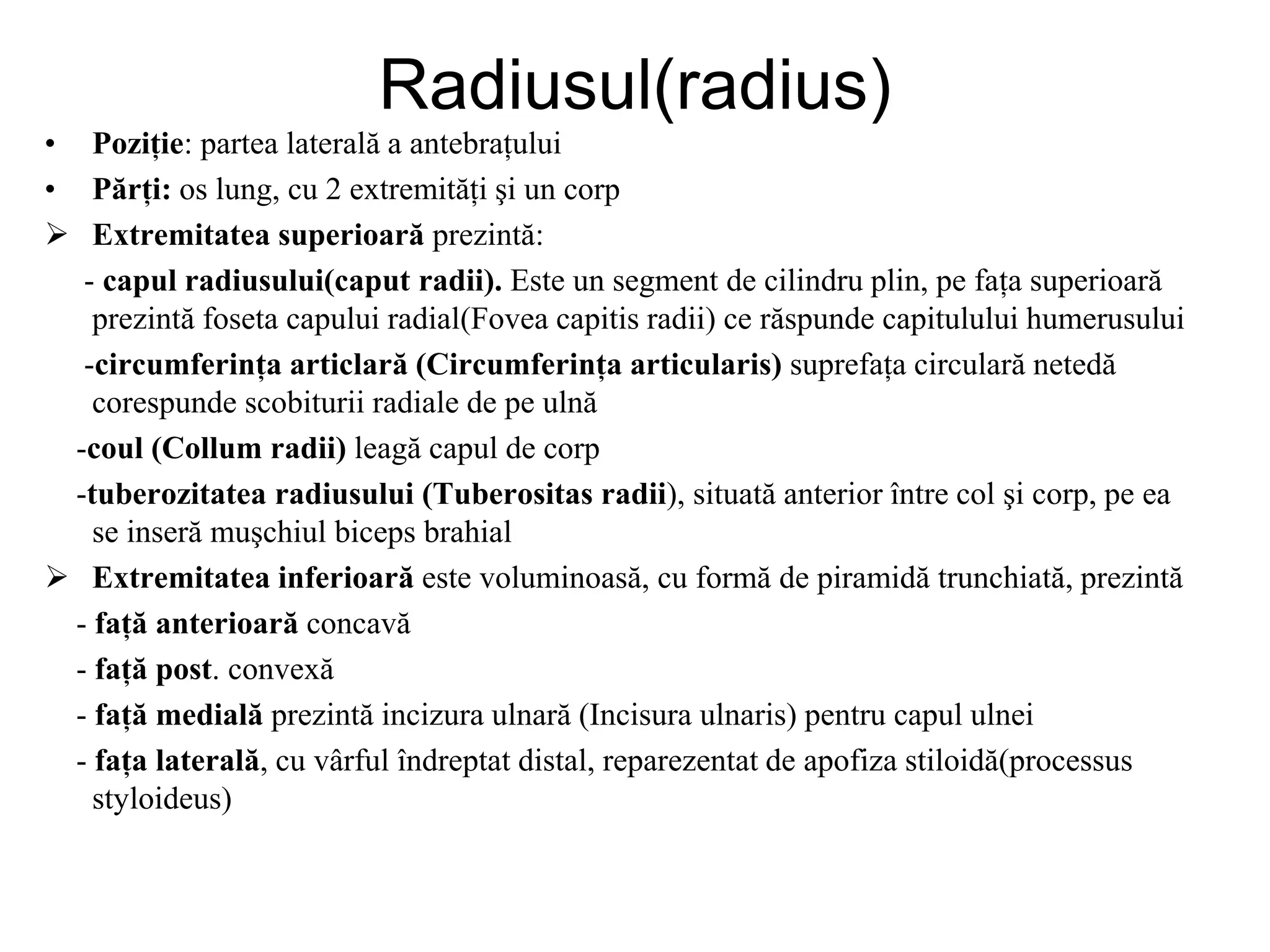 Scheletul osos | PDF