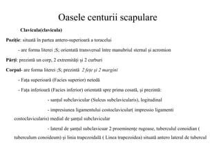Scheletul osos | PDF