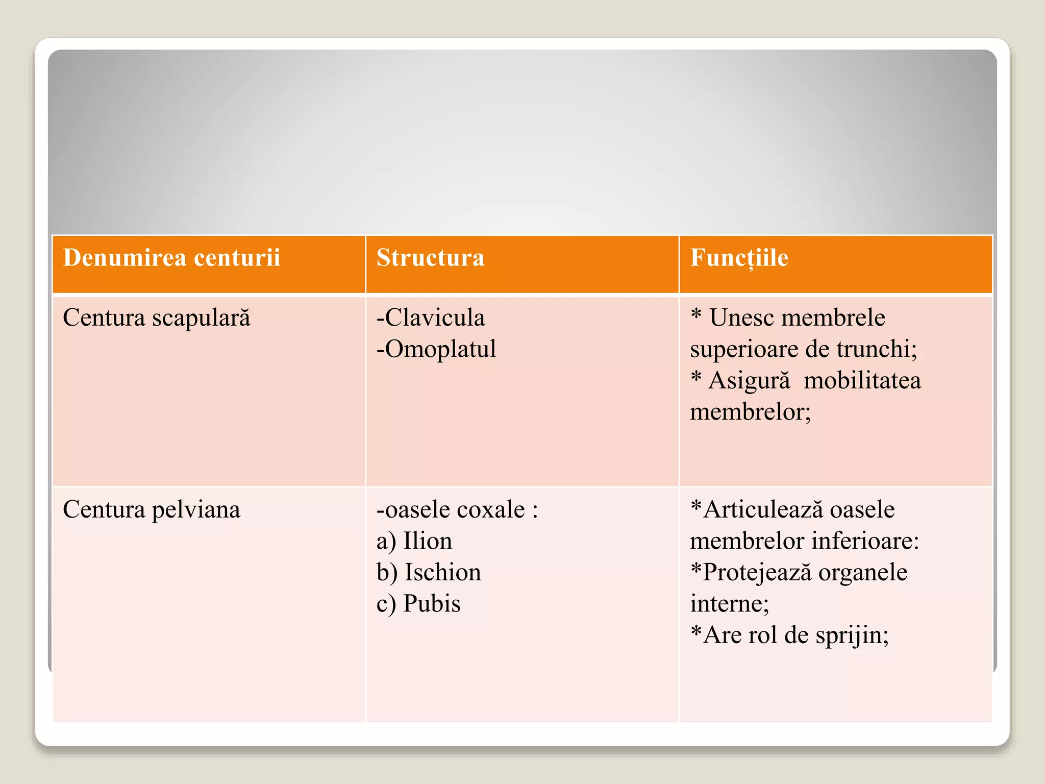 Scheletul Apendicular la om | PPTX