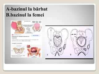 Scheletul Apendicular la om | PPT