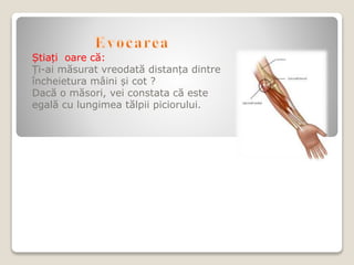 Scheletul Apendicular la om | PPT