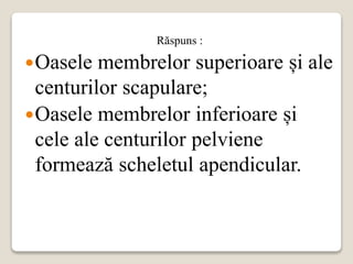 Scheletul Apendicular la om | PPT