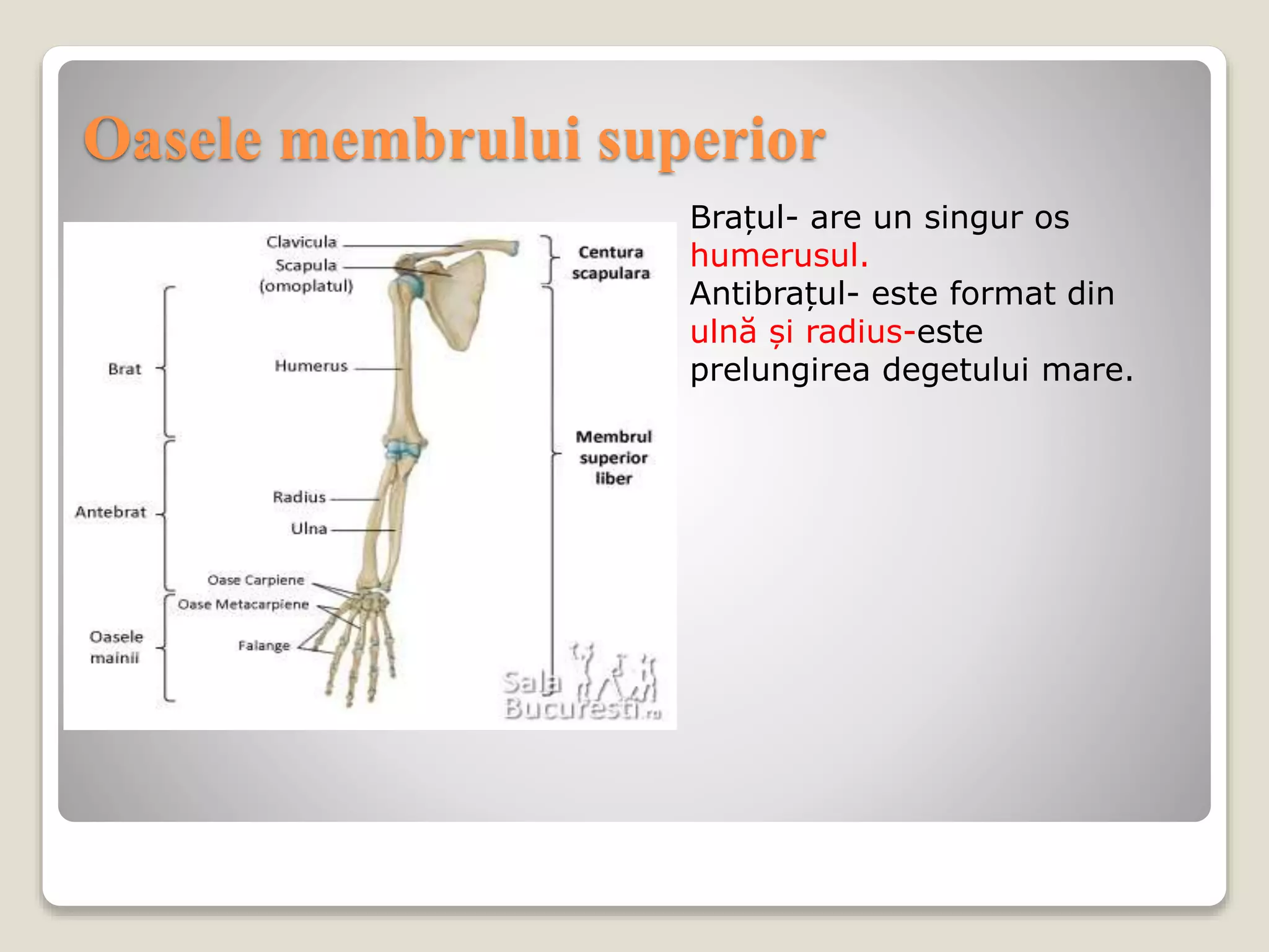 Scheletul Apendicular la om | PPT