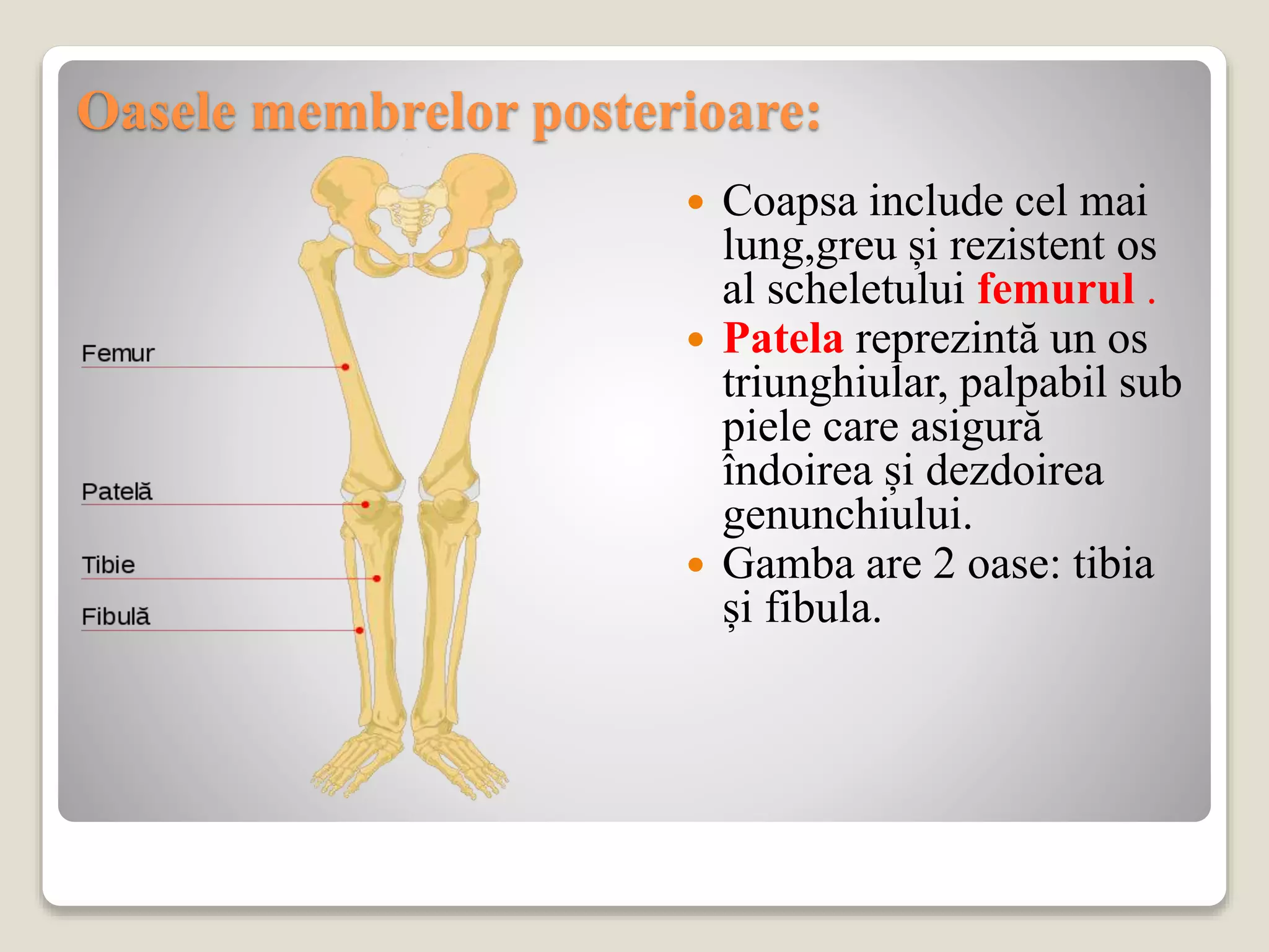 Scheletul Apendicular la om | PPT