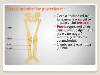 Scheletul Apendicular la om | PPT