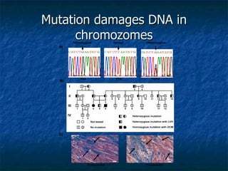 Emil Pulido on Schema for The Chrysalids | PPT