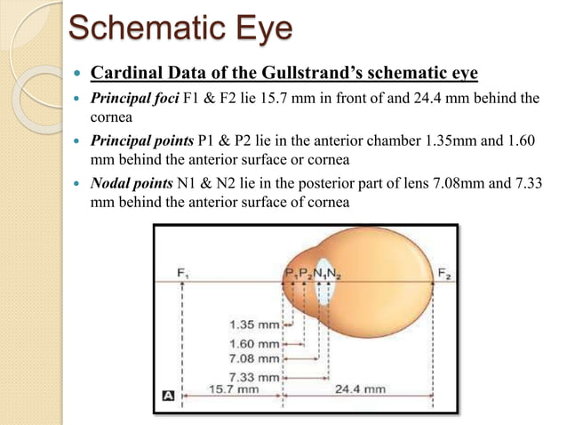 Schematic & Reduced Eye.pptx