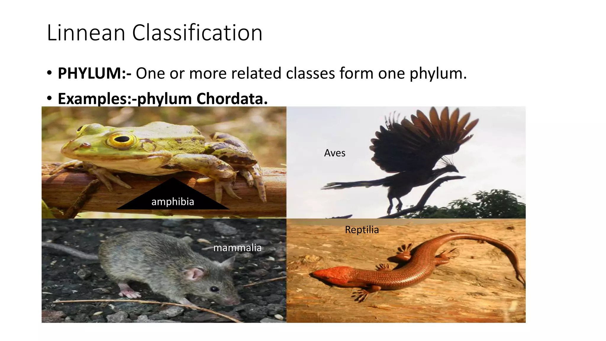 Scheme of classification | PPTX