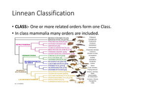 Scheme of classification | PPTX