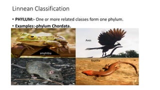 Scheme of classification | PPTX