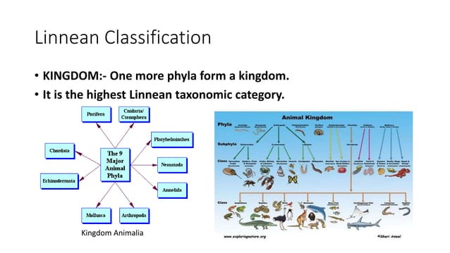 Scheme of classification | PPTX