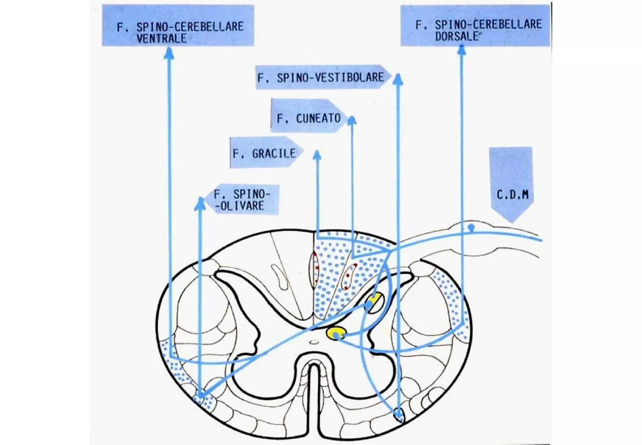 Schemi stud neuro | PPT