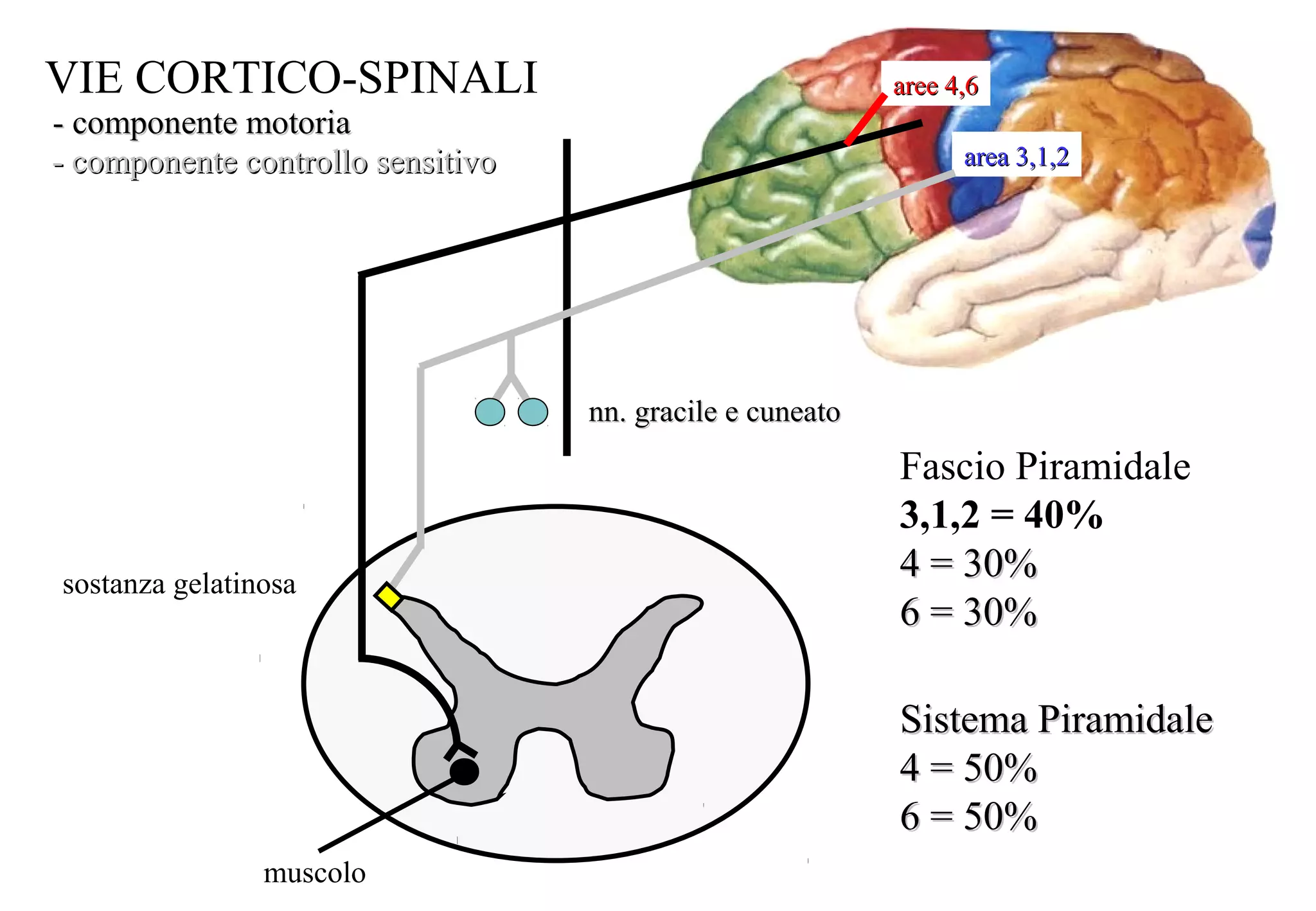Schemi stud neuro | PPT