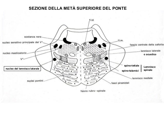 Schemi stud neuro