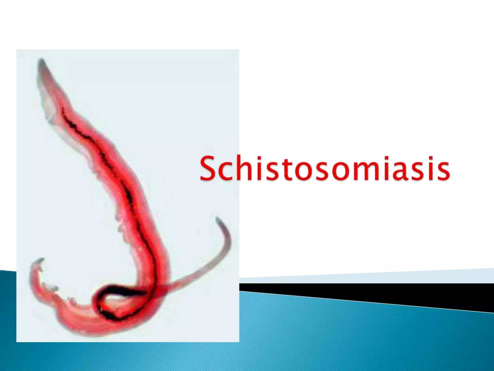 Schistosomiasis | PPTX