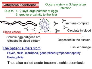 Schistosoma parasitology kasr el Einy department | PPT