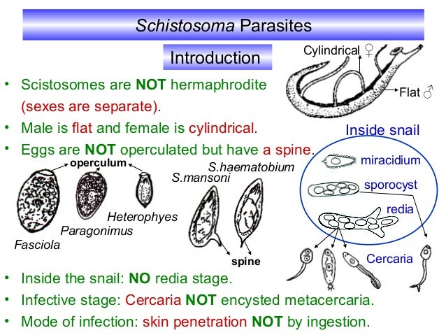 Schistosoma parasitology kasr el Einy department