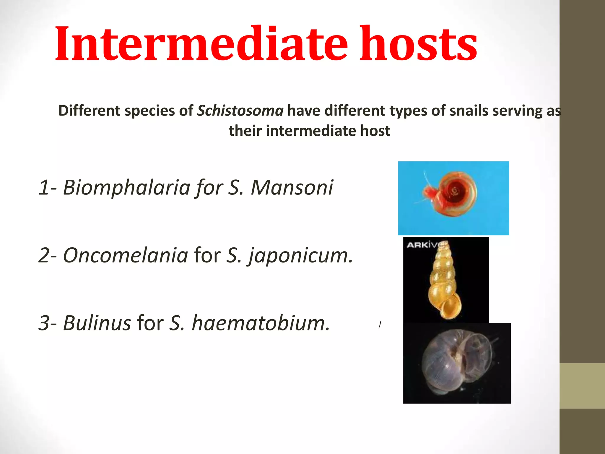 Schistosoma.ppt