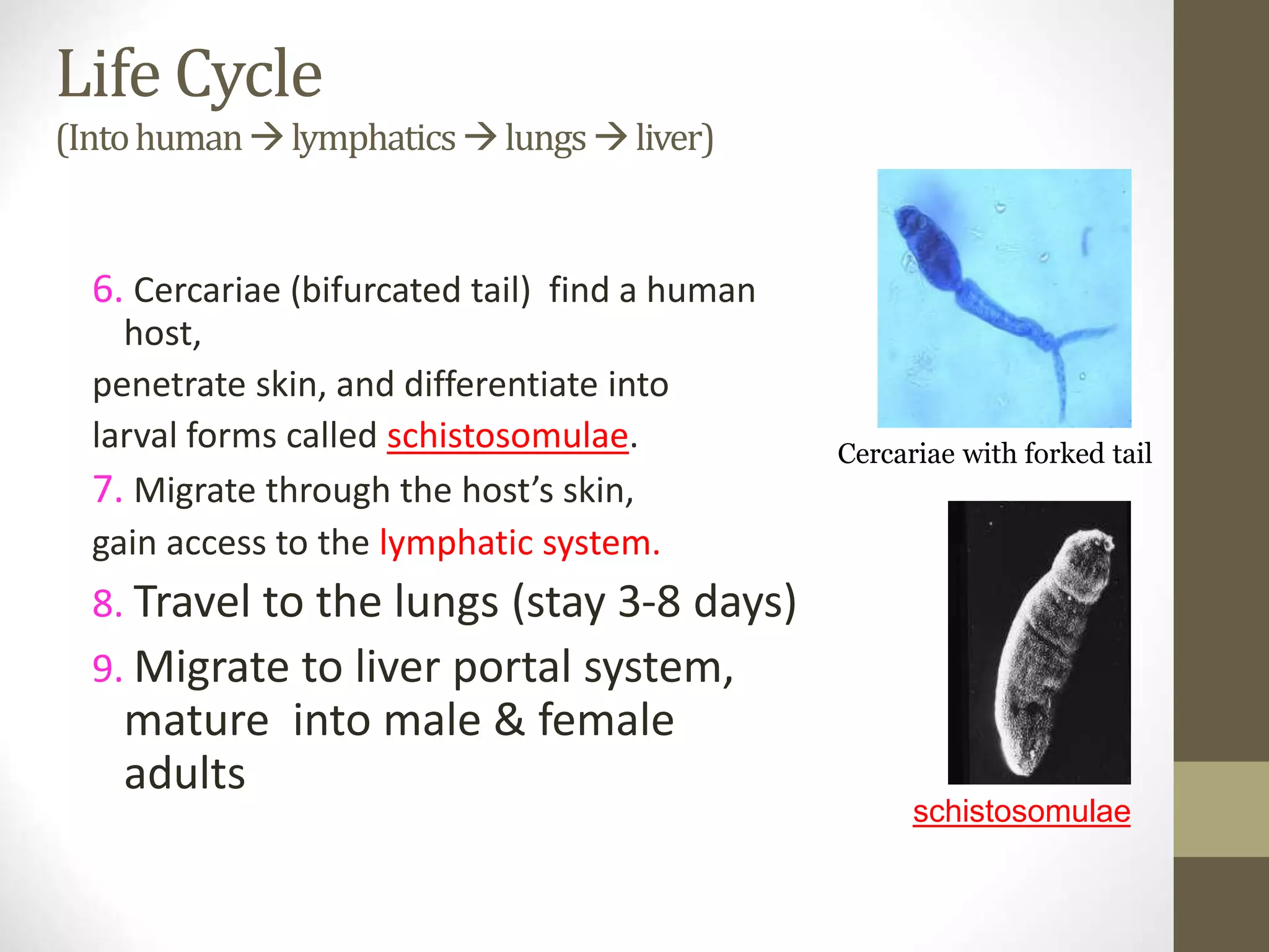 Schistosoma.ppt