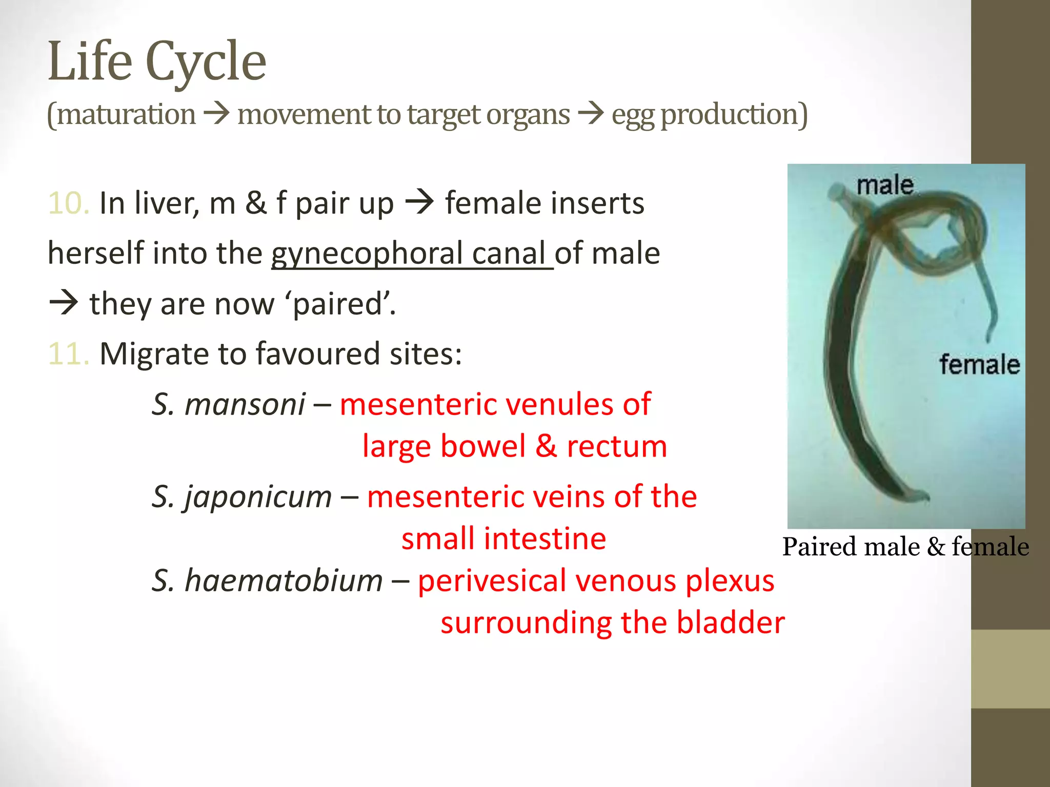 Schistosoma.ppt