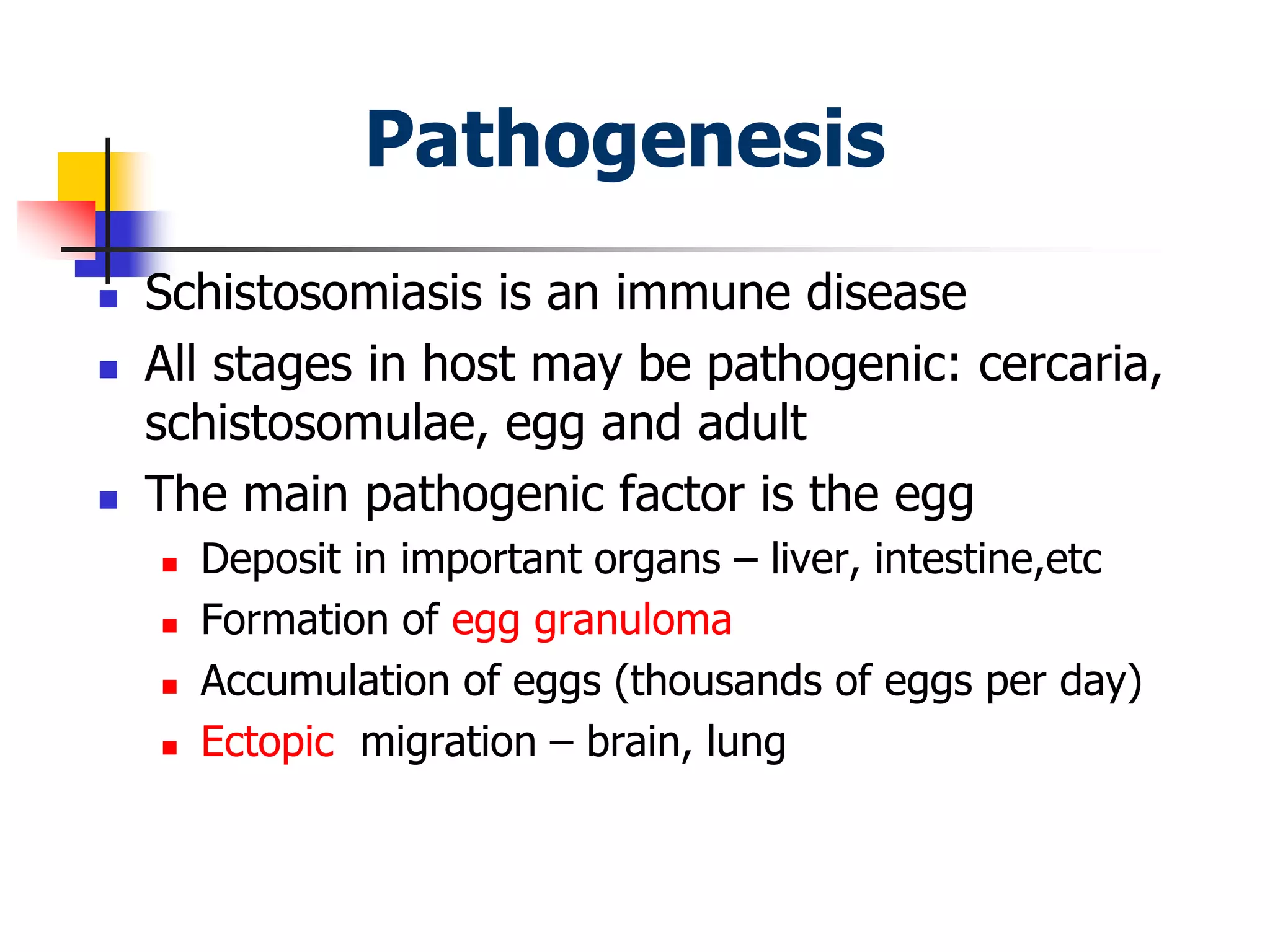 Schistosoma.ppt