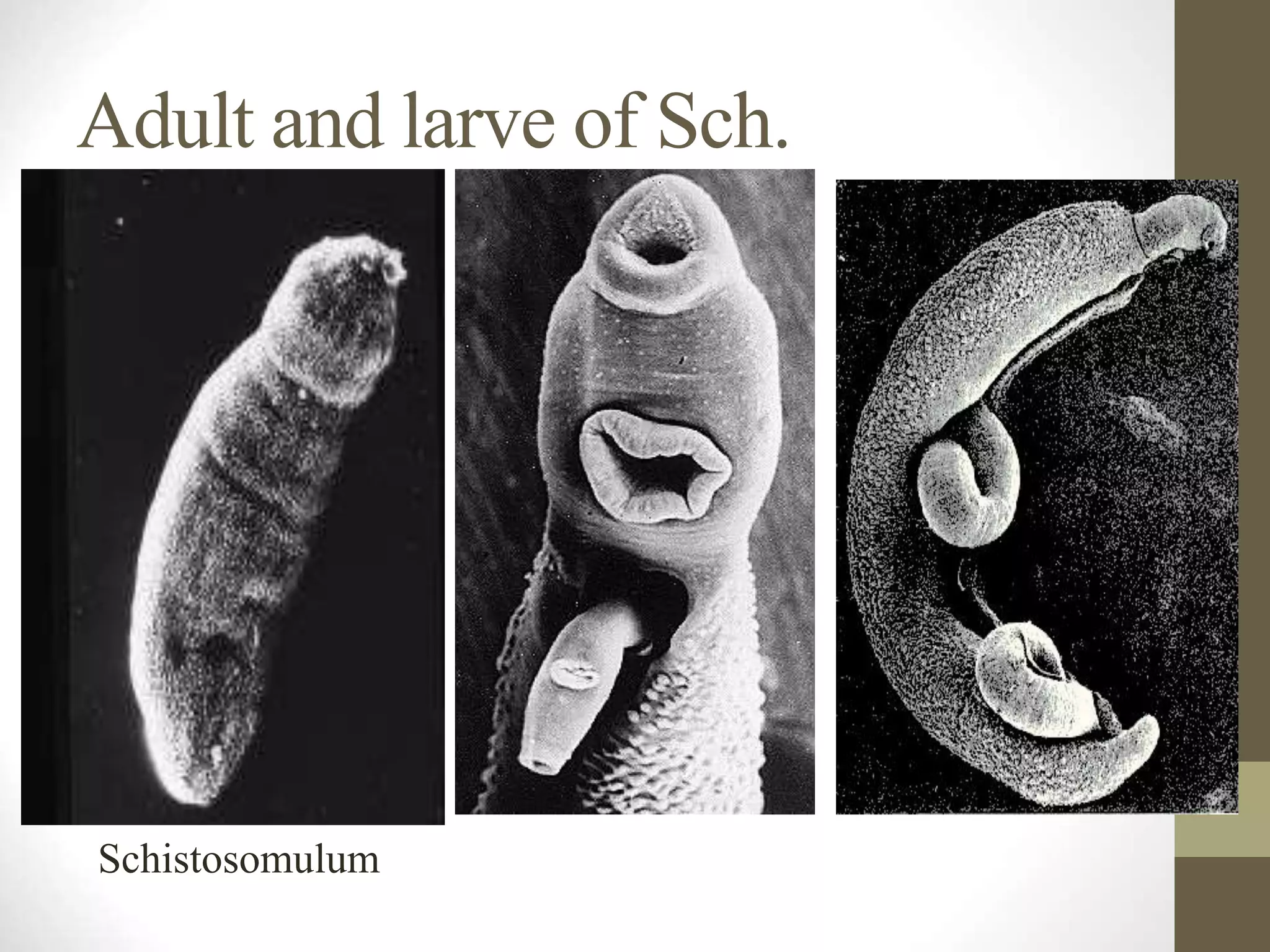 Schistosoma.ppt