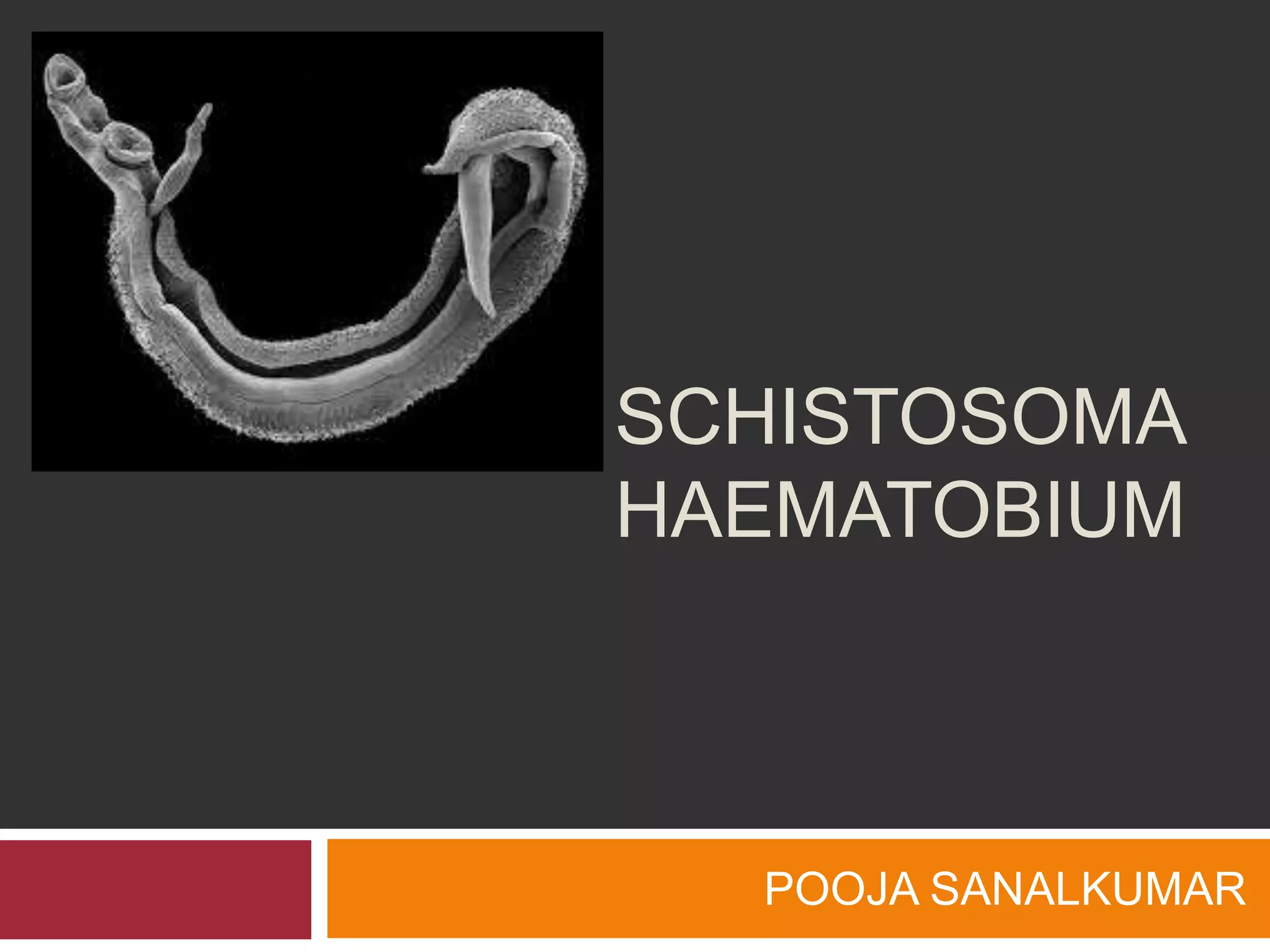 Schistosoma haematobium | PPTX