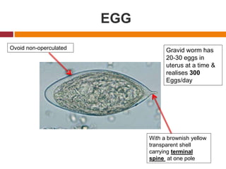 Schistosoma haematobium | PPTX