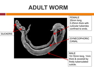 Schistosoma Haematobium Morphology