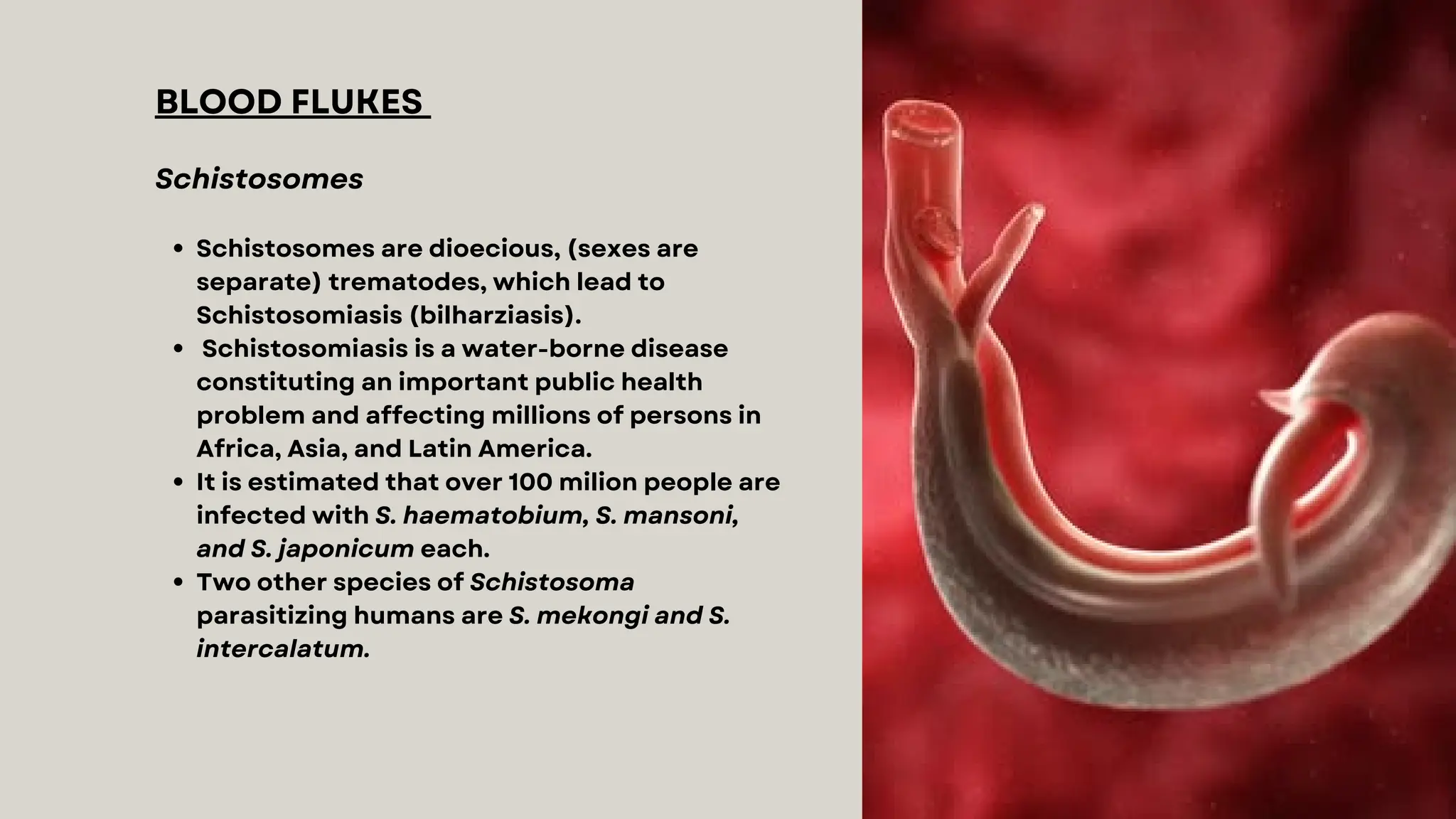 SCHISTOSOMA HEAMATOBIUM life cycle .pdf