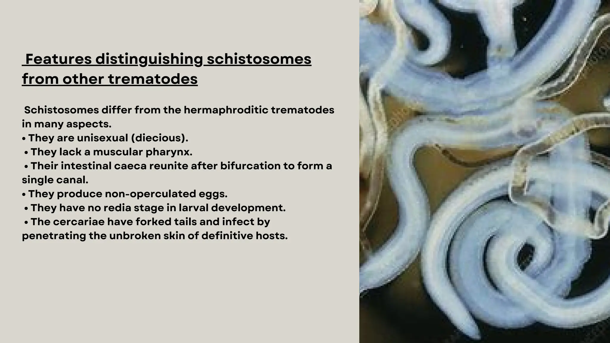 SCHISTOSOMA HEAMATOBIUM life cycle .pdf