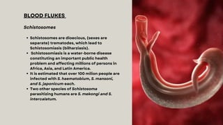 SCHISTOSOMA HEAMATOBIUM life cycle .pdf