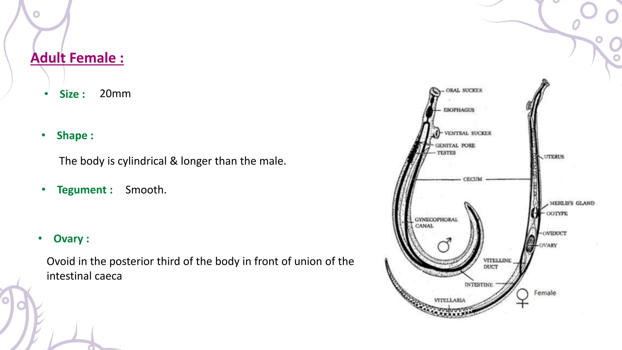 Schistosoma Hematobium and Bladder Cancer..pptx